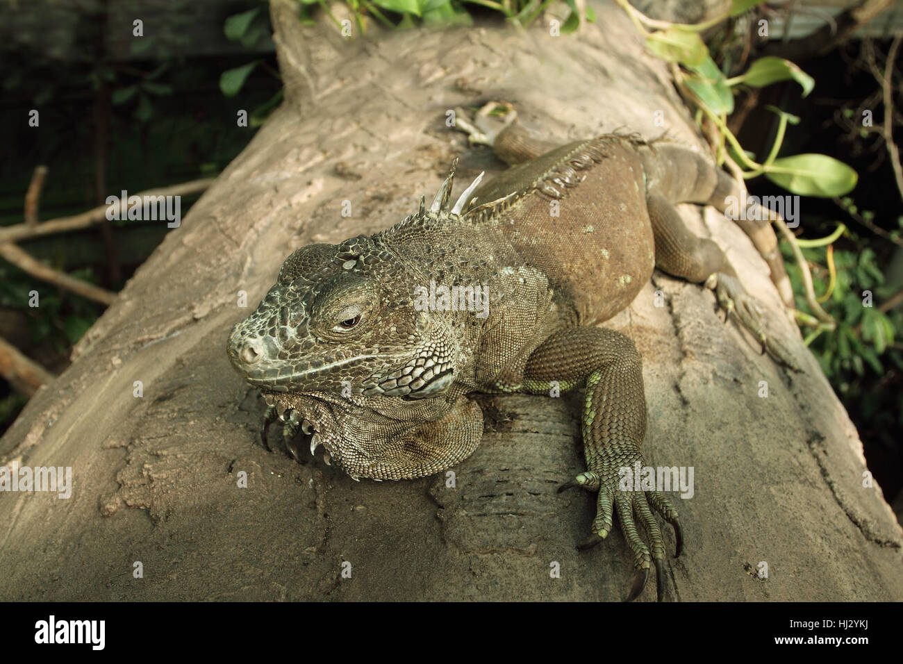 animal, scrabble, crawling, reptile, lizard, iguana, dragon, lawn ...