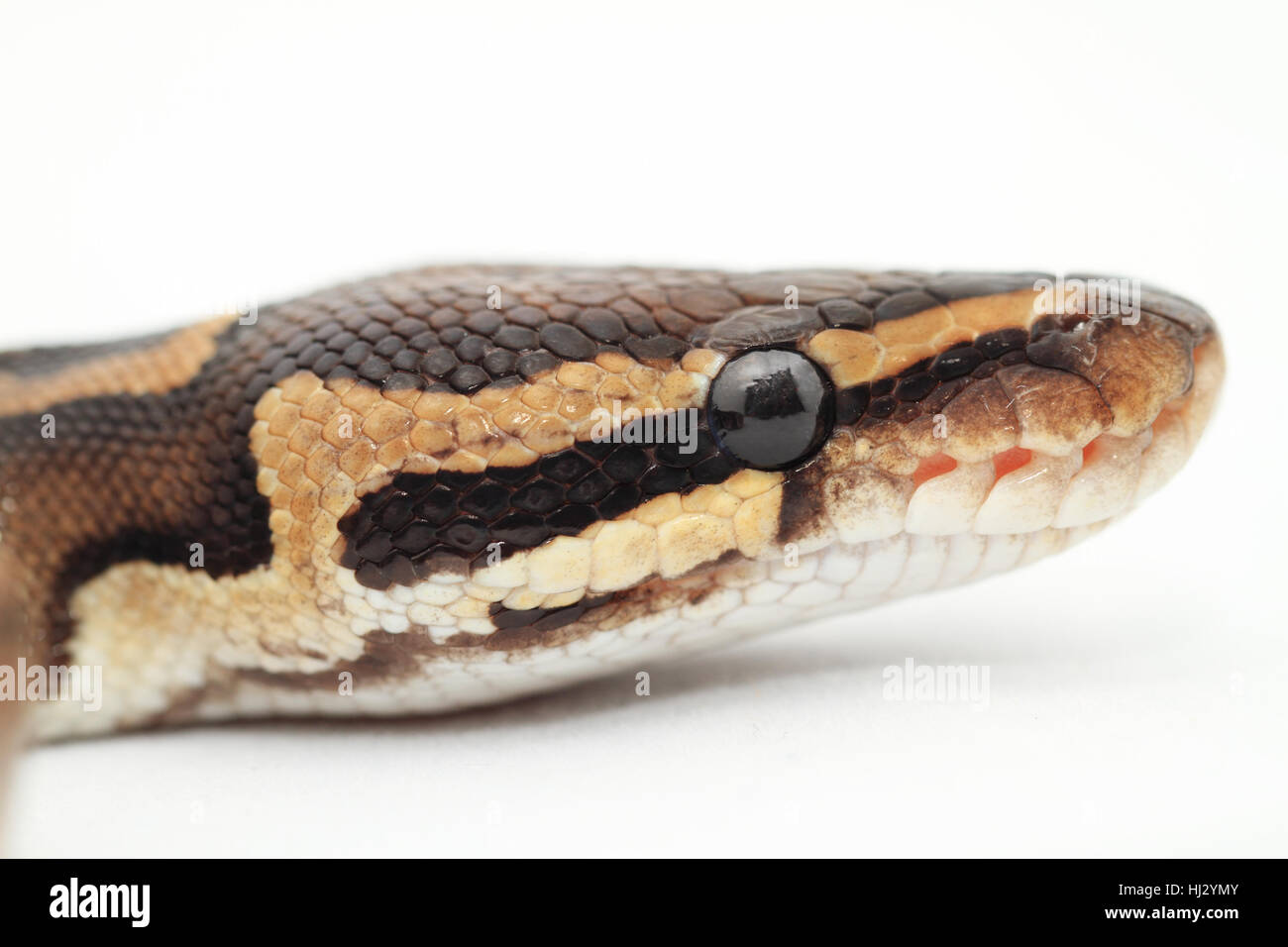 animal, wildlife, snake, phobia, python, ball, close, danger, macro ...