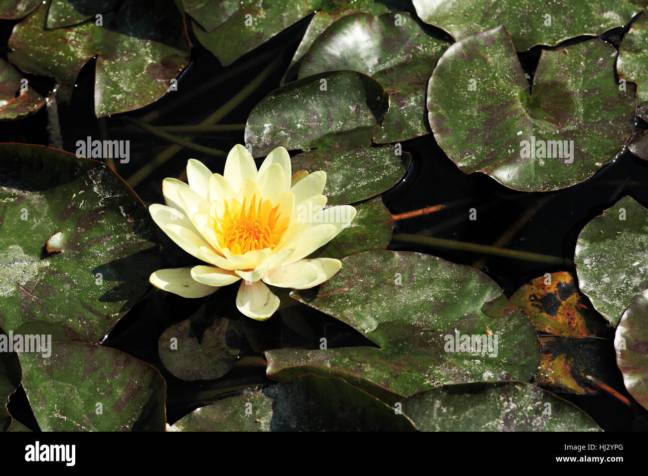 flower, flowers, plant, lily, fresh water, lake, inland water, water ...