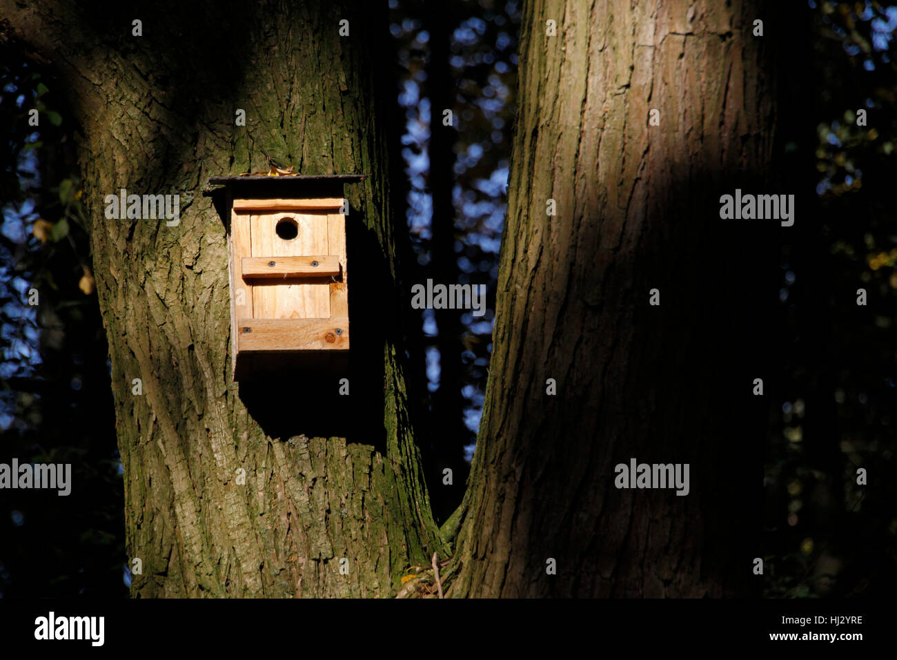 bird nesting on a tree Stock Photo - Alamy