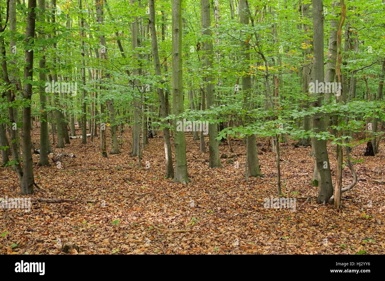 beech - beech 78 Stock Photo - Alamy