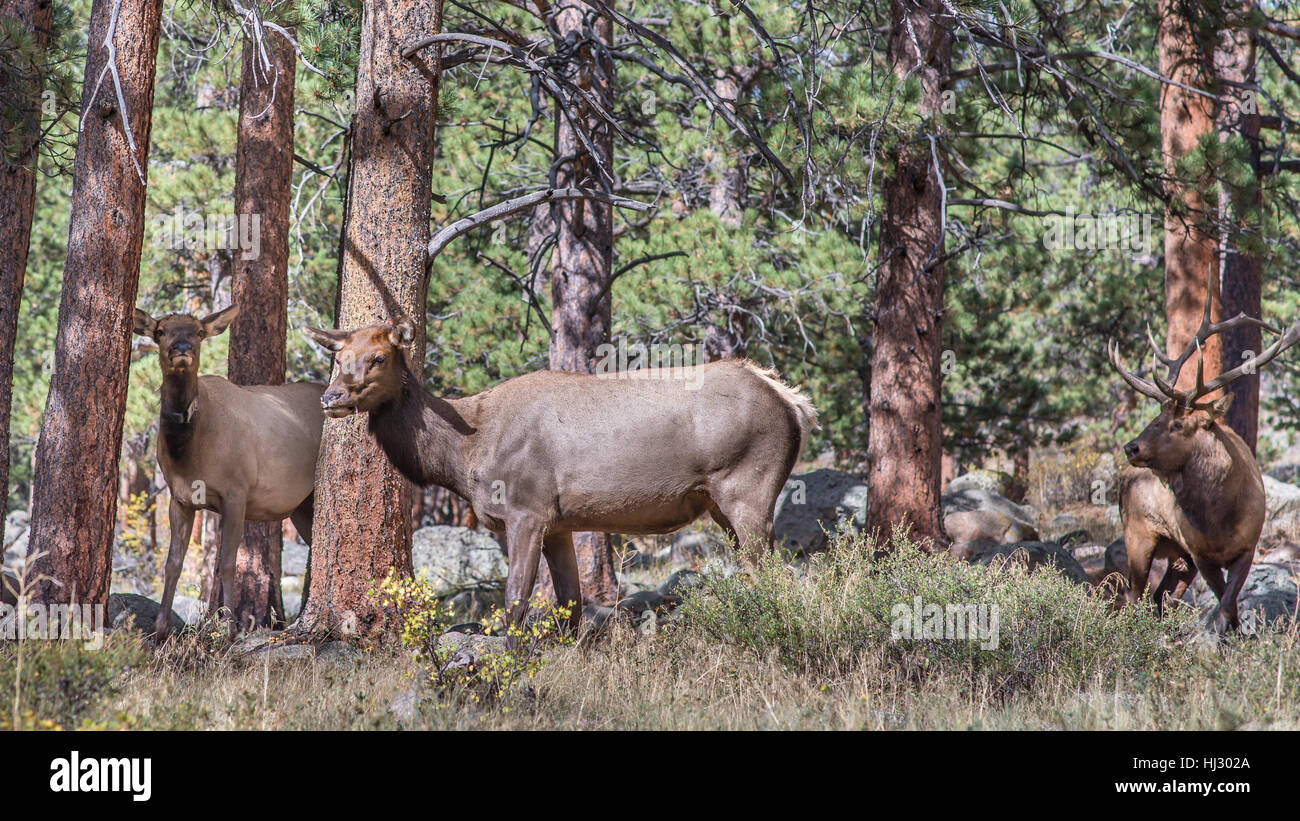 Female bull cow hi-res stock photography and images - Alamy