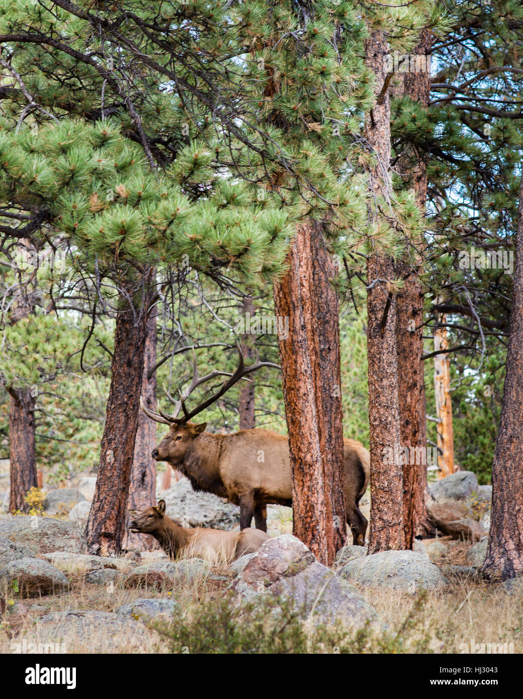 Bull and cow elk in Rocky Mountain National Park, near Estes Park ...