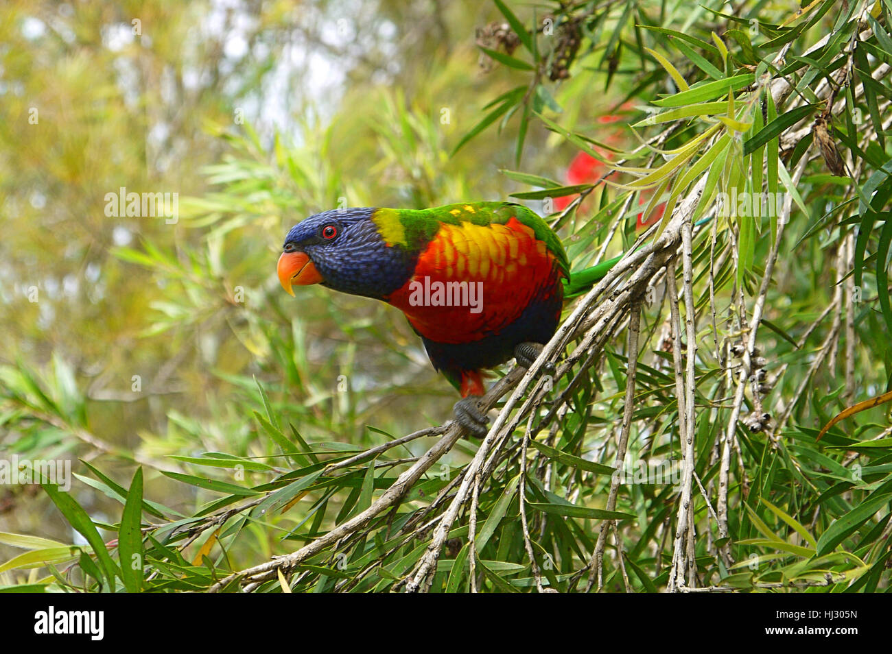 Regenwald wales hi-res stock photography and images - Alamy