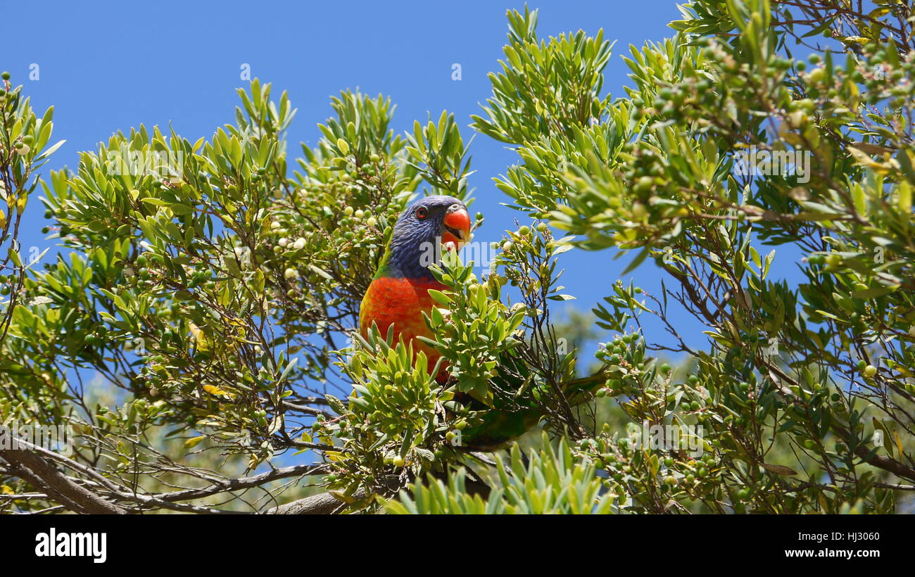 bird, birds, australia, rainforest, rain forest, travel, bird, heaven ...