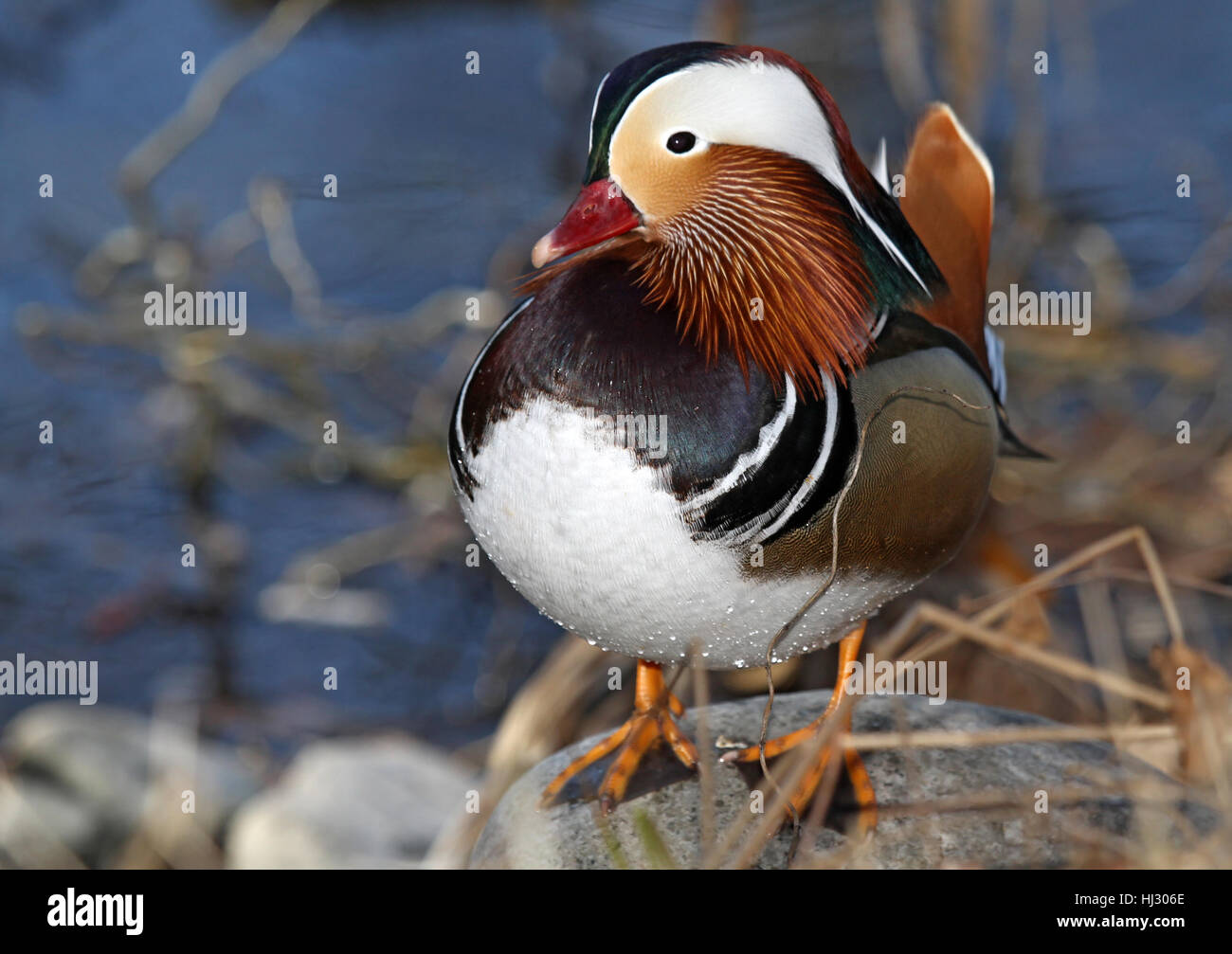 bird, birds, duck, bird, birds, ducks, duck, geese, male, goose ...