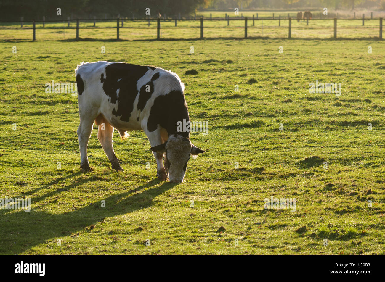Animal mammal bull gorge hi-res stock photography and images - Alamy