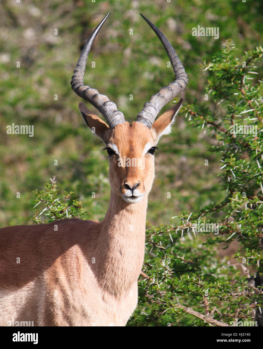 Deer africa hi-res stock photography and images - Alamy