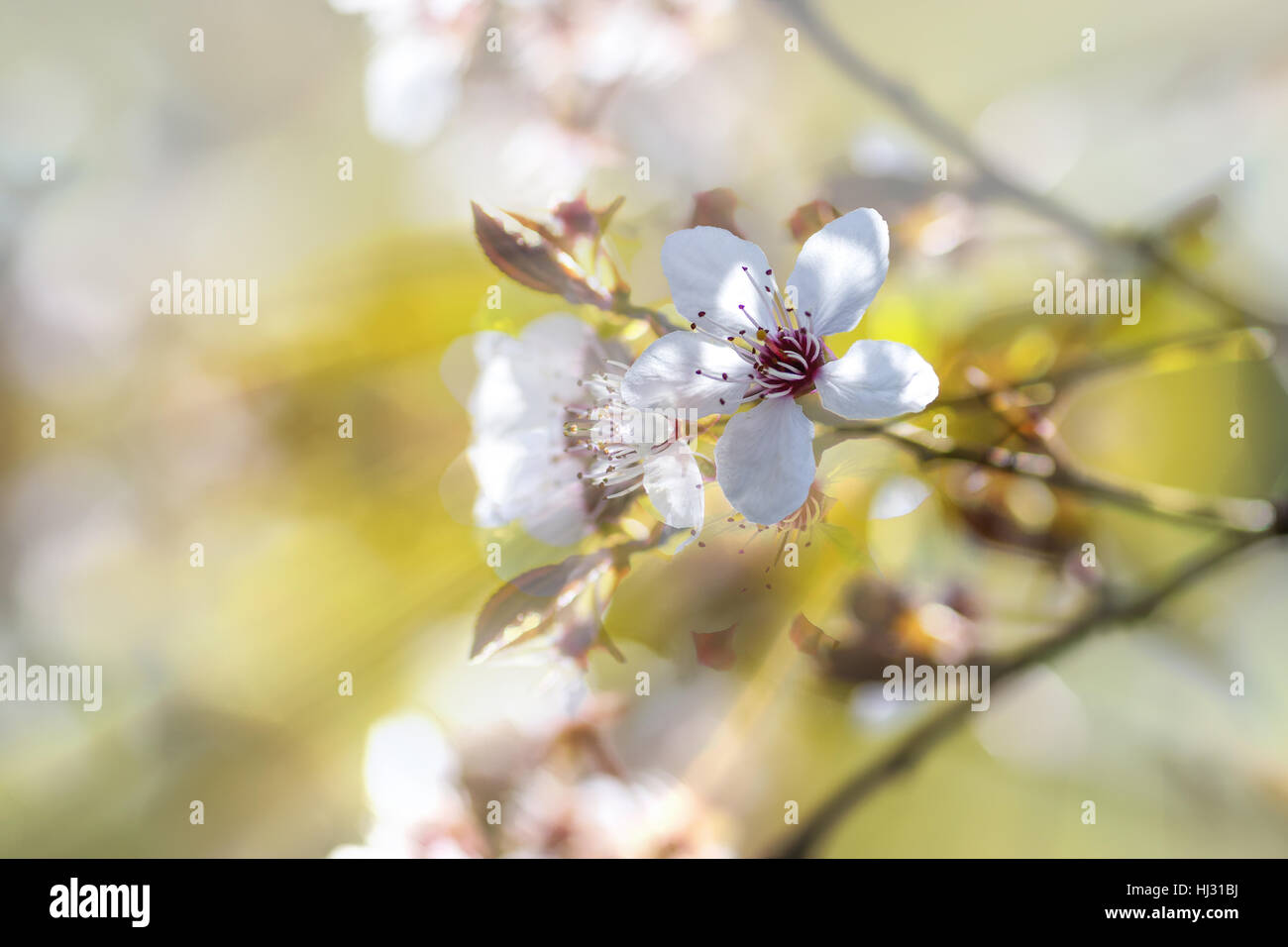 tree, bloom, blossom, flourish, flourishing, sunbeams, spring, shrub ...