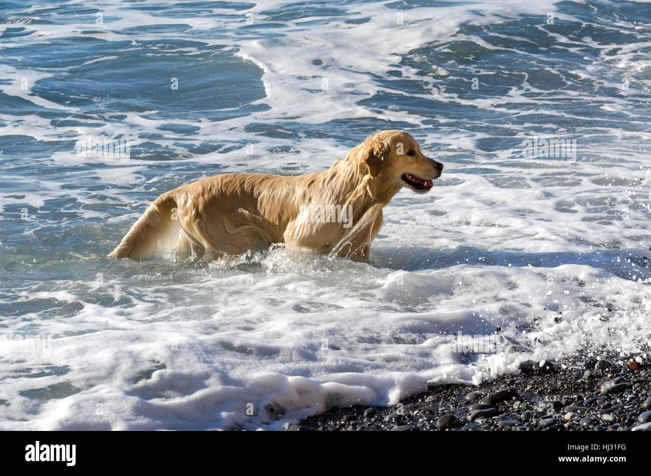 genoa, labrador, colors, colours, animal, beach, seaside, the beach ...