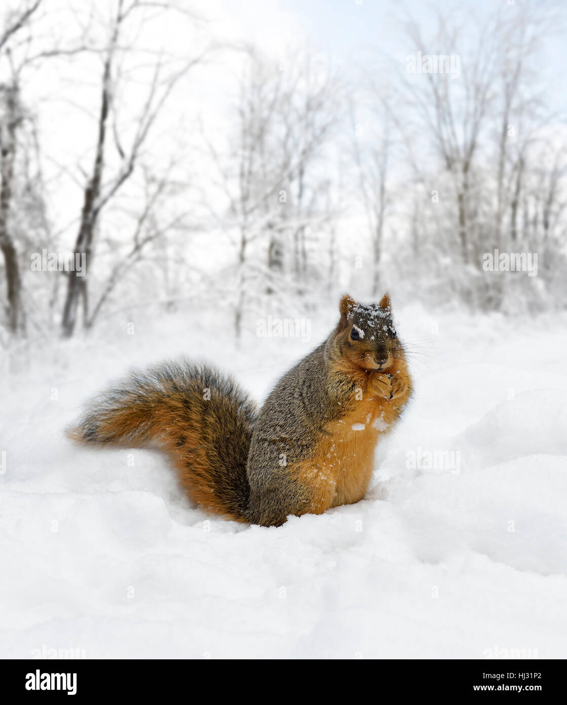 winter, animal, mammal, snow, coke, cocaine, material, drug ...