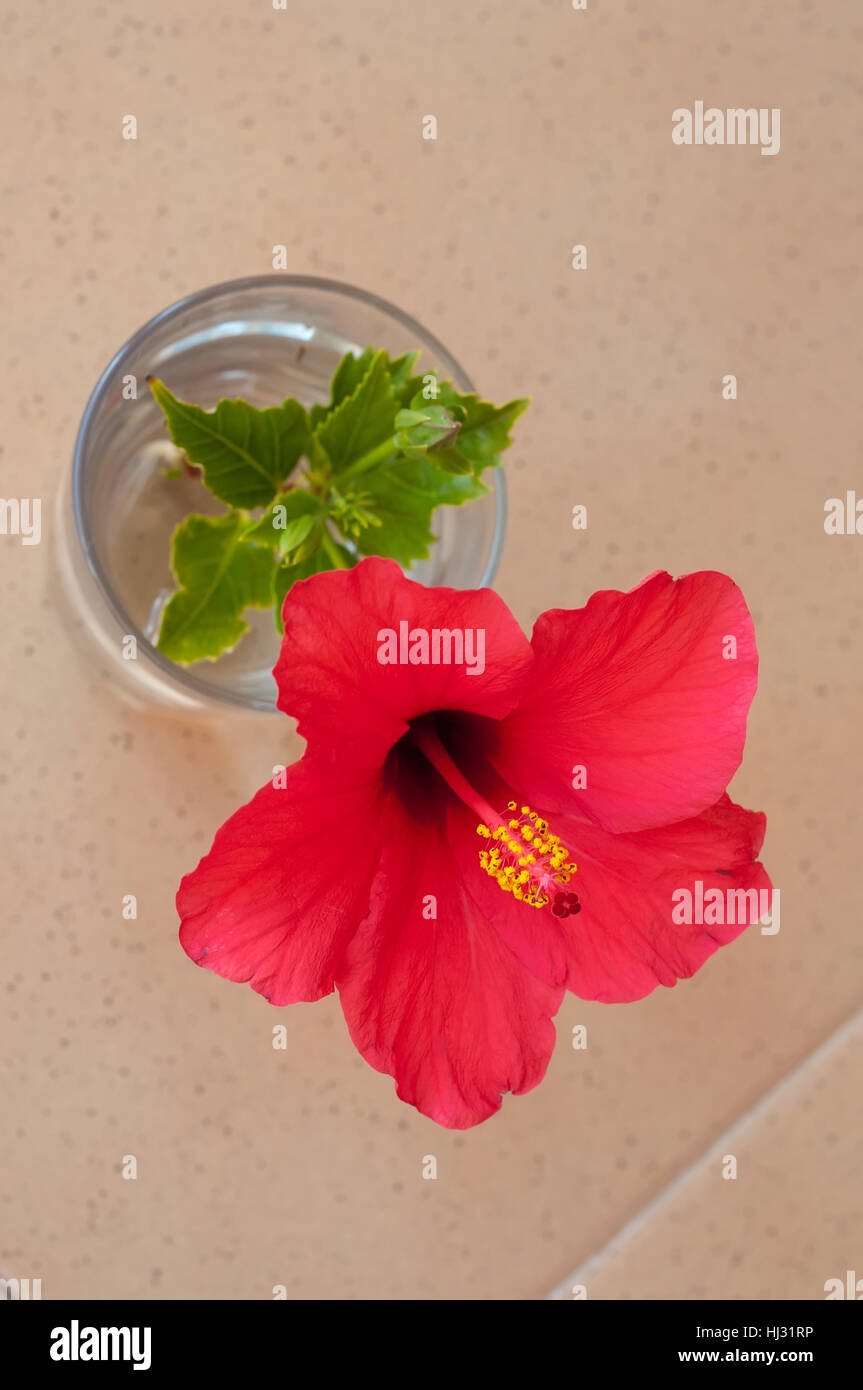 flower, plant, spain, hibiscus, tropical, red, hawaii, beauty, garden ...