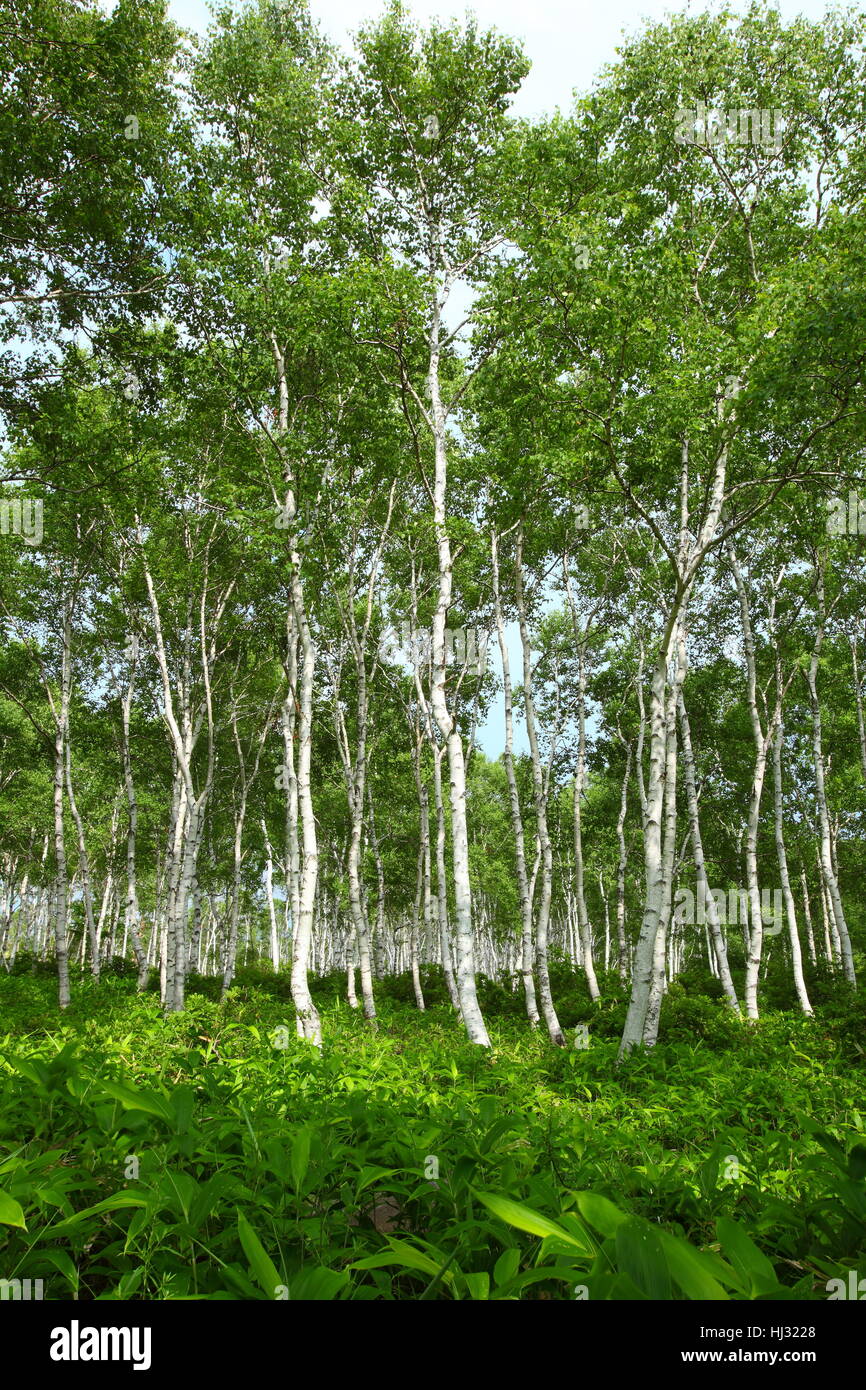 beautiful, beauteously, nice, leaf, eco, environment, enviroment, tree ...