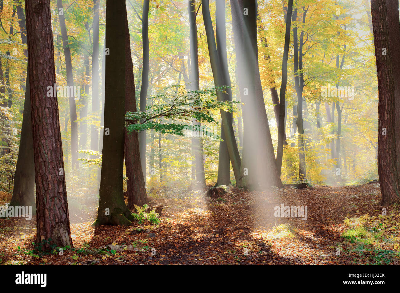 Ray wood hi-res stock photography and images - Alamy