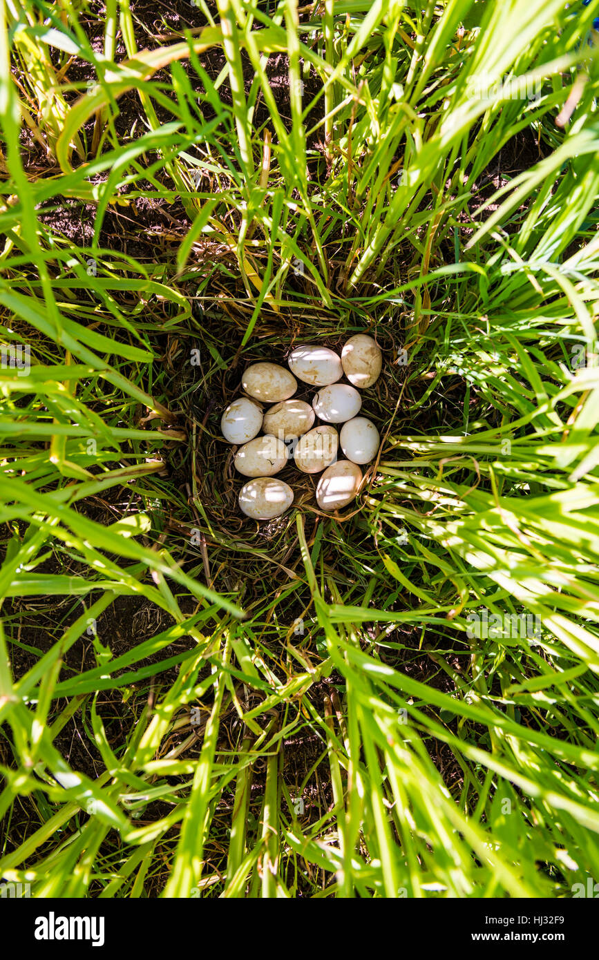 colour, bird, green, wild, bushes, nest, bush, egg, hidden, organic ...
