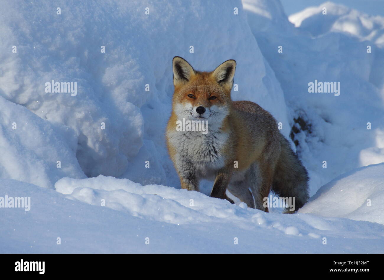 fuchs langenberg snow Stock Photo - Alamy