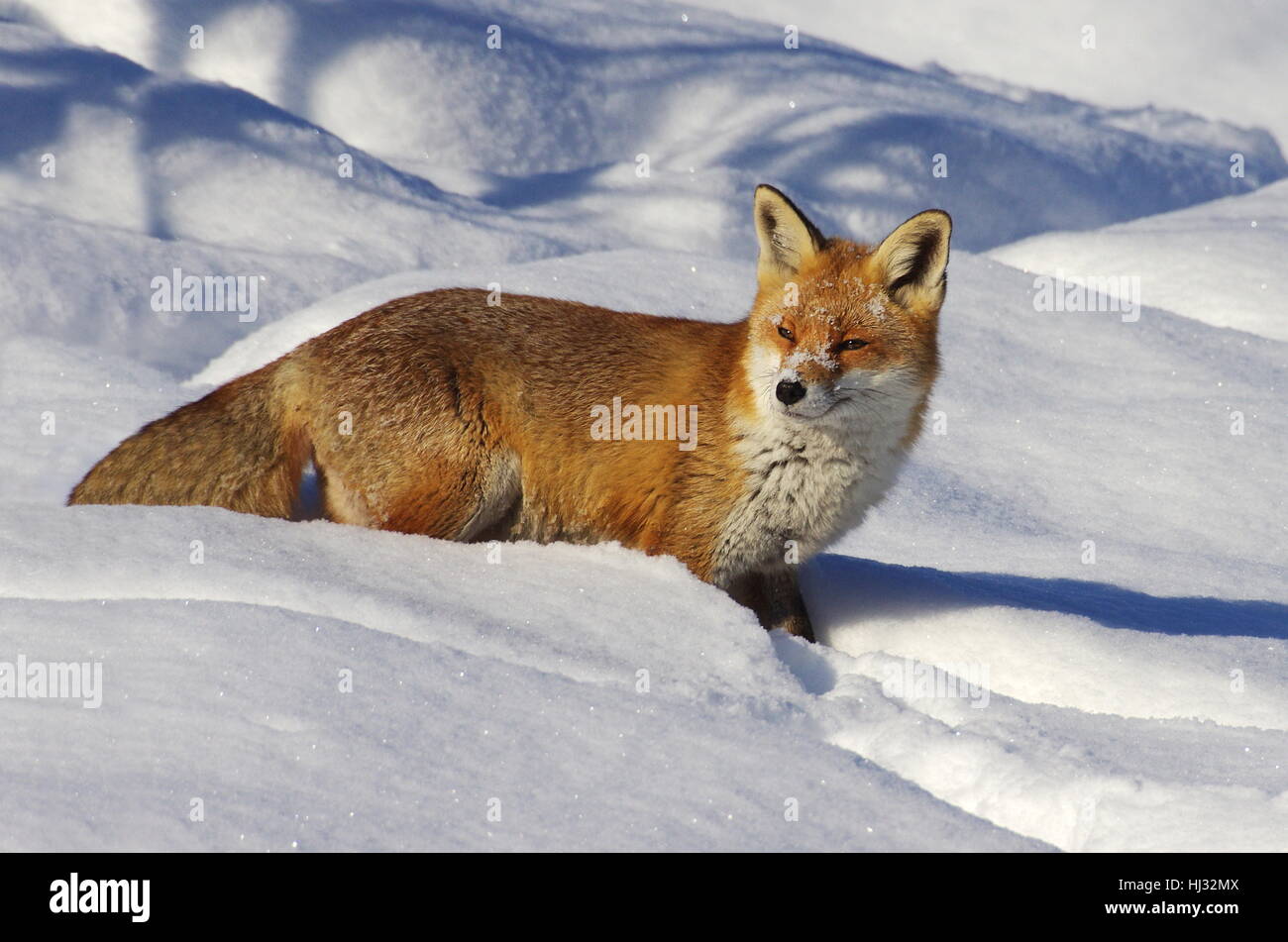 fuchs langenberg snow Stock Photo - Alamy
