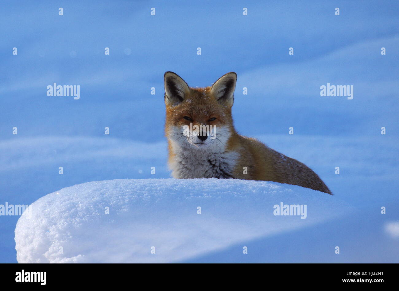 fuchs langenberg snow Stock Photo - Alamy