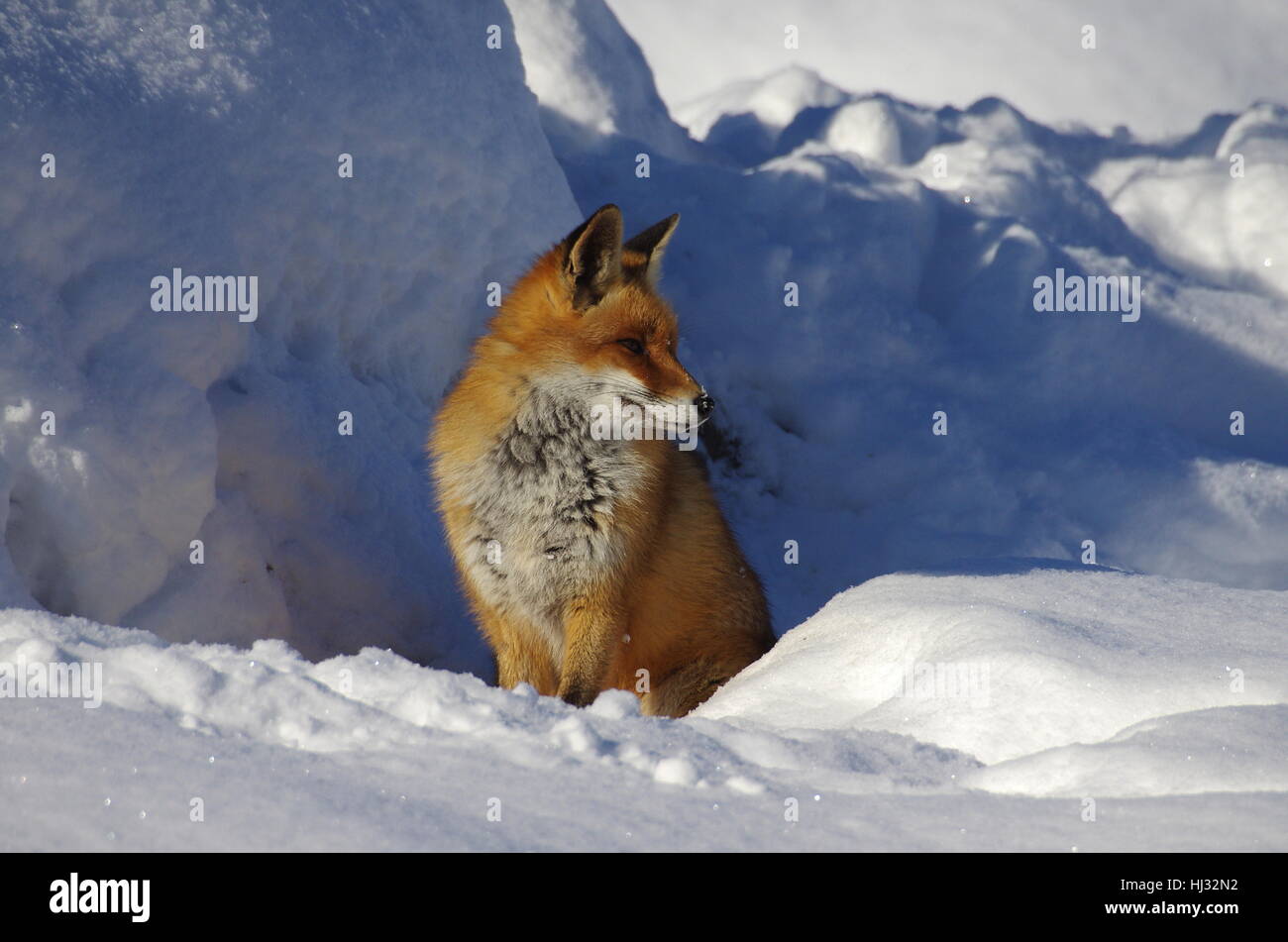 fuchs langenberg snow Stock Photo - Alamy