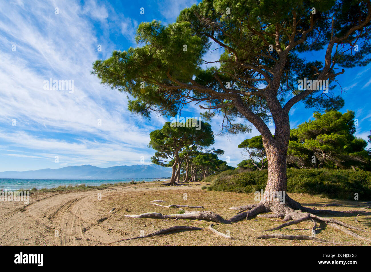 Forest beach hi-res stock photography and images - Alamy