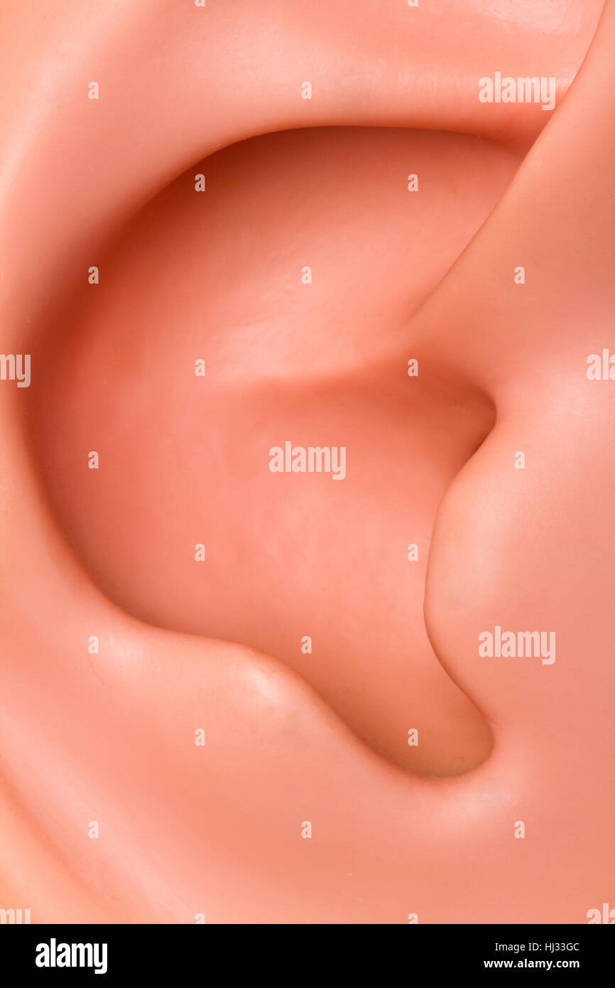 pinna in detail Stock Photo - Alamy