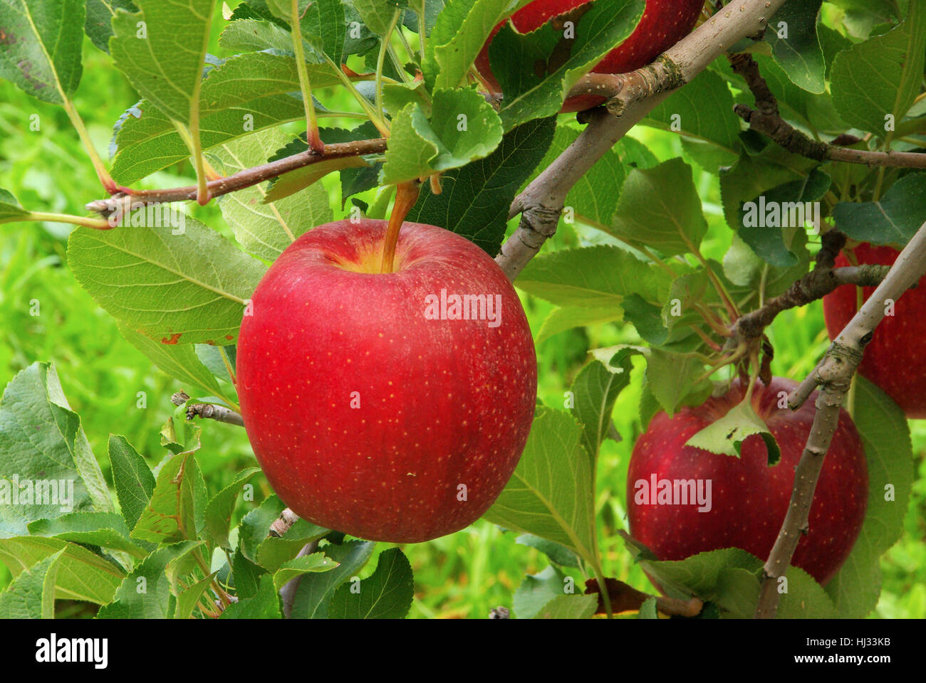 tree, apple tree, branch, fruit, apples, apple, red, leaf, tree, trees ...