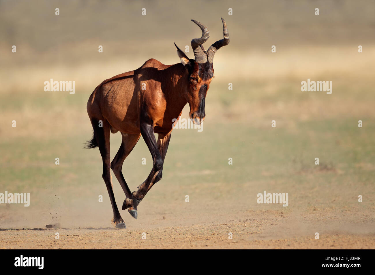 mammal, antelope, dash, go quickly, fast, quick, quickly, speed ...