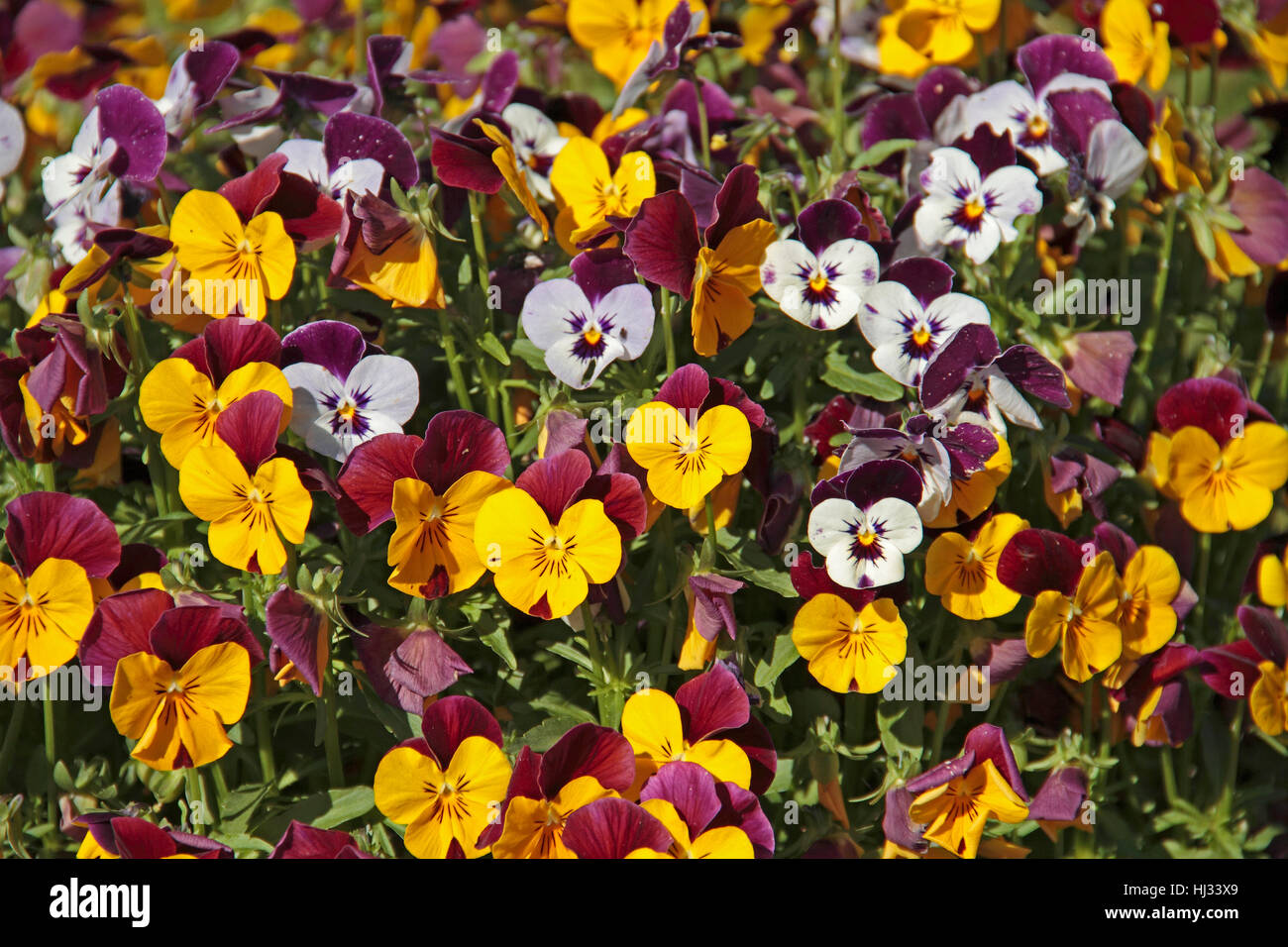 Pansy fauna hi-res stock photography and images - Alamy