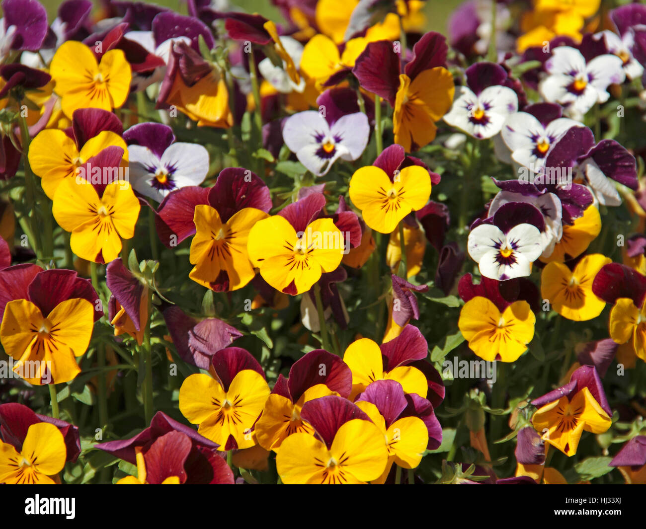 Pansy fauna hi-res stock photography and images - Alamy