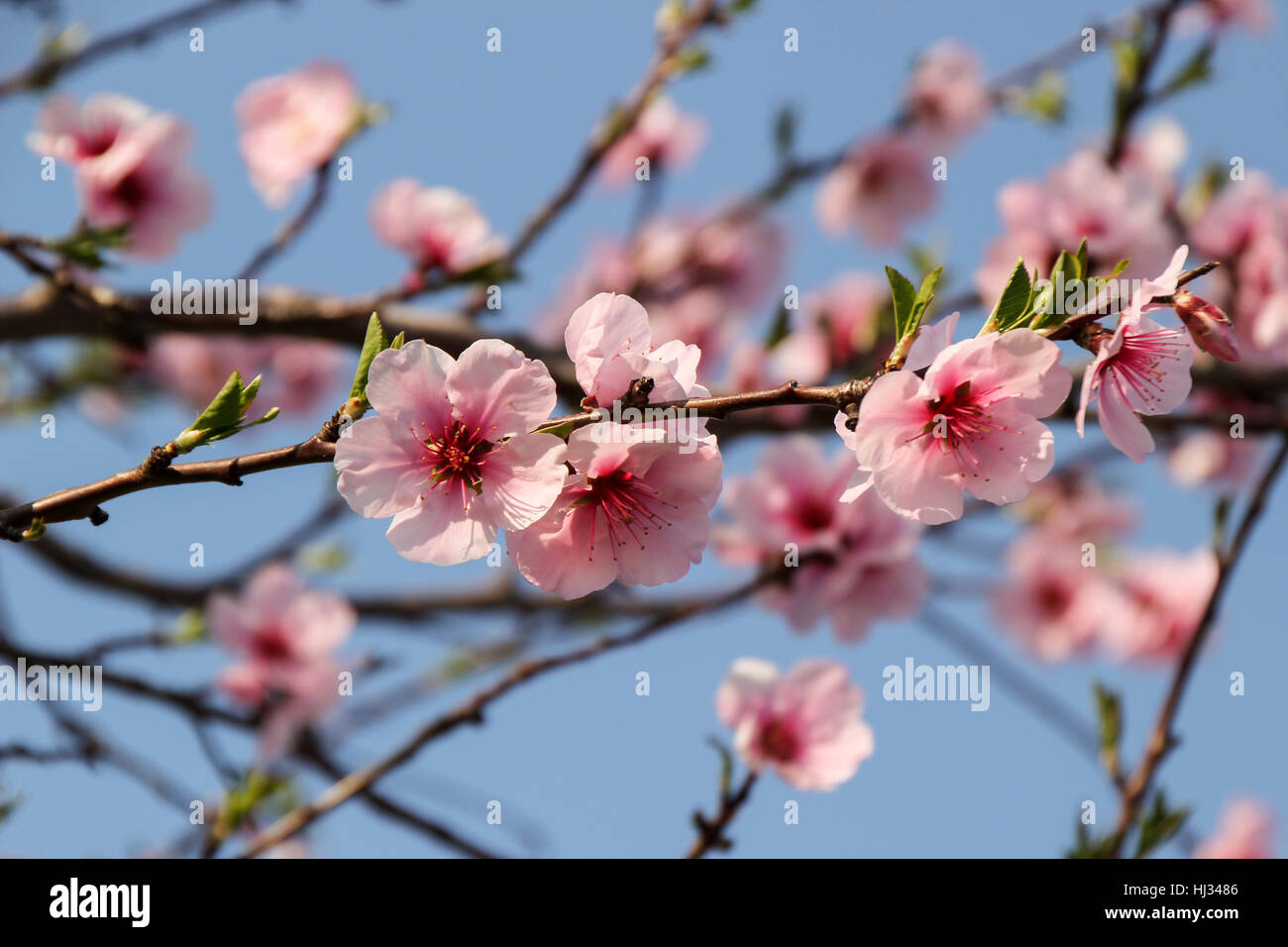 blue, tree, flower, plant, bloom, blossom, flourish, flourishing ...