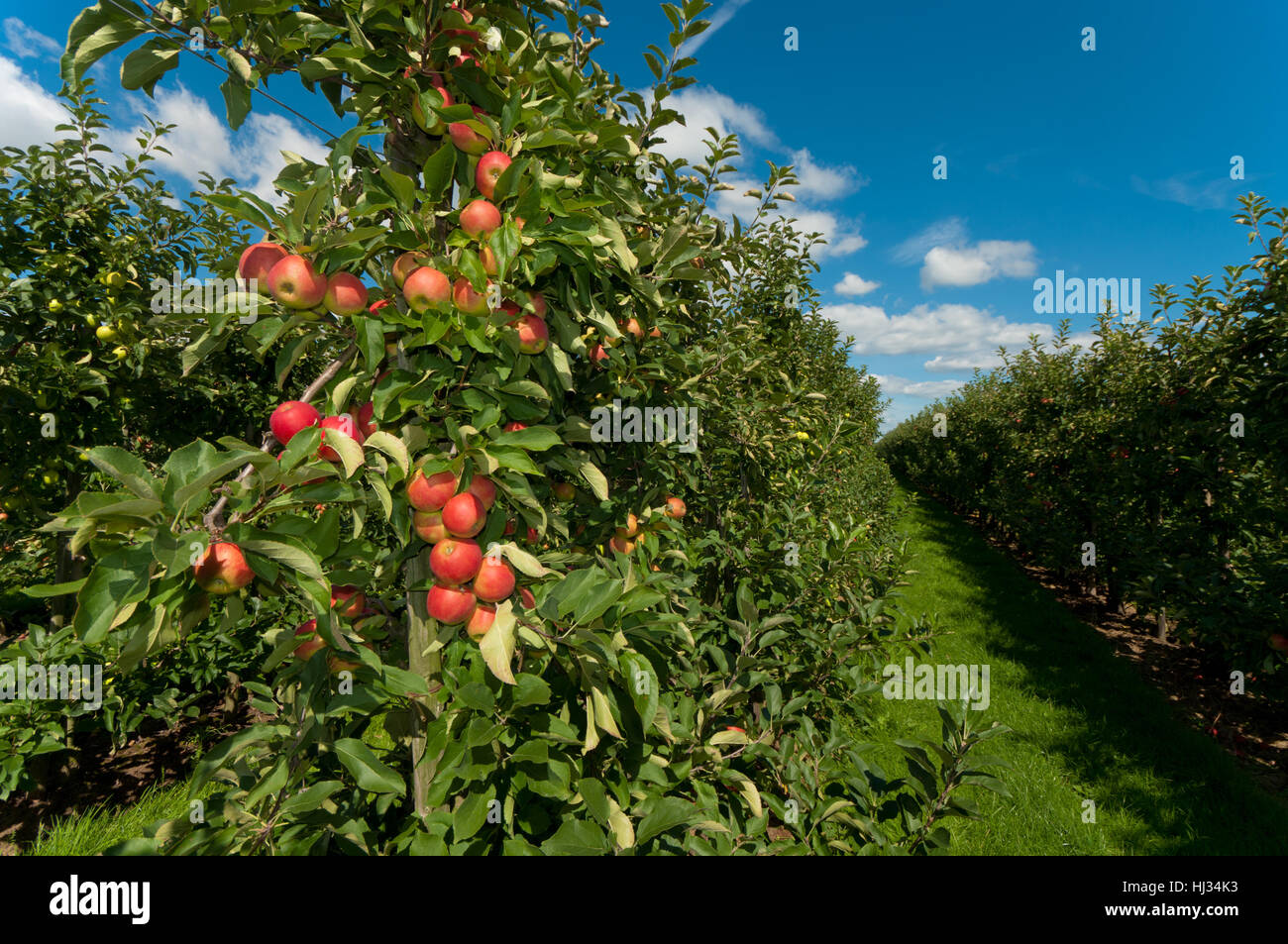 tree, trees, agriculture, farming, ripe, fruit, farm, orchard, apple ...