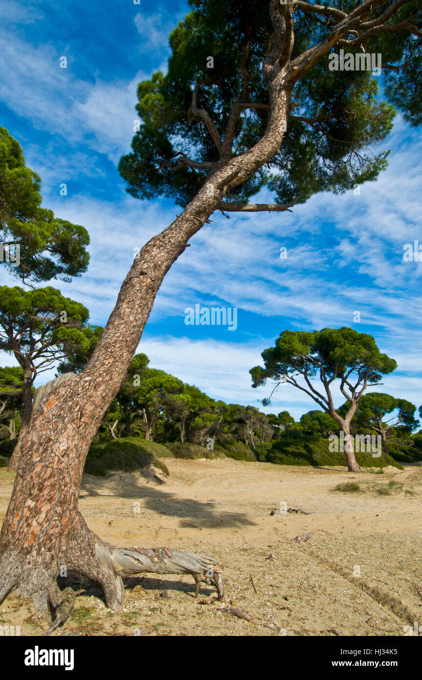 Beach forest hi-res stock photography and images - Alamy