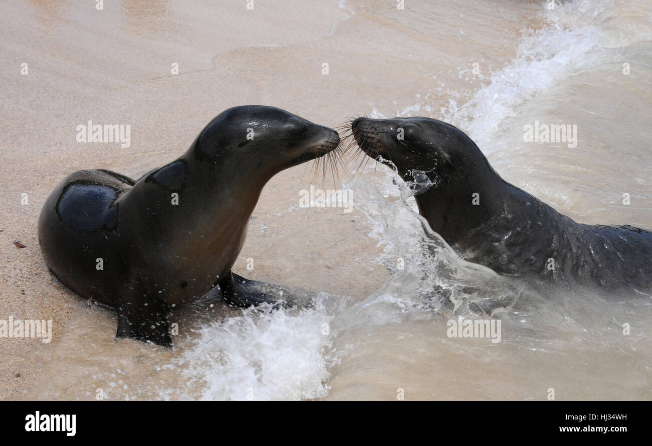 seal, crawl, seals, sea lion, game, tournament, play, playing, plays ...