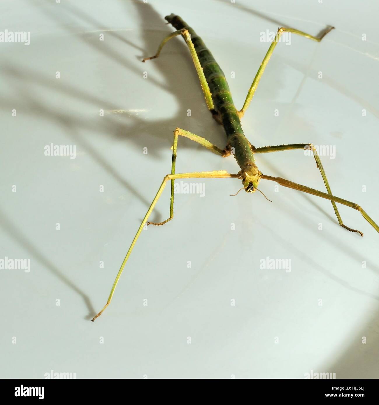 Goliath stick insect hi-res stock photography and images - Alamy
