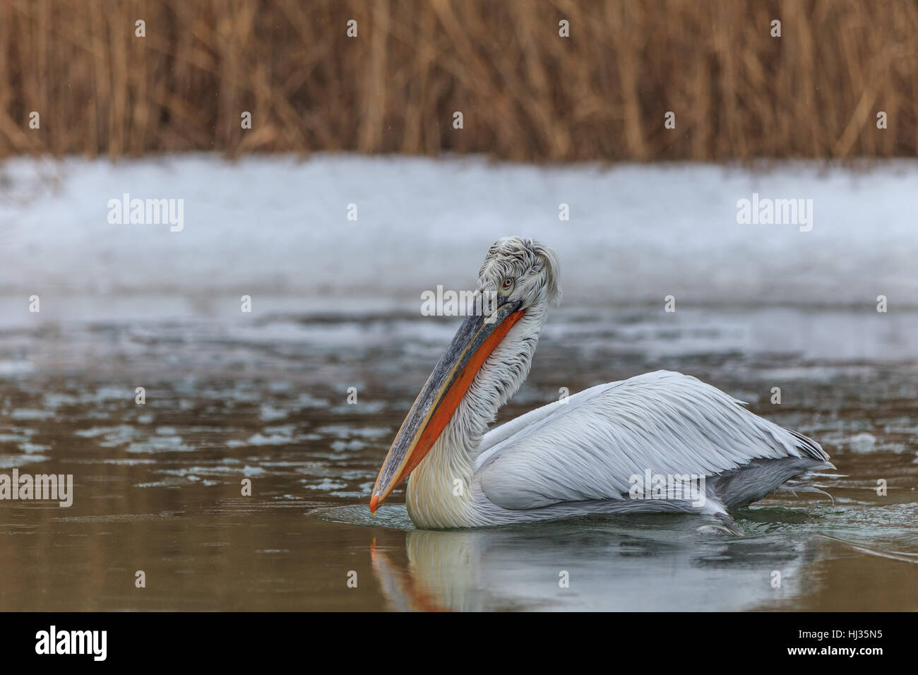 single, winter, animal, bird, wild, portrait, snow, coke, cocaine ...