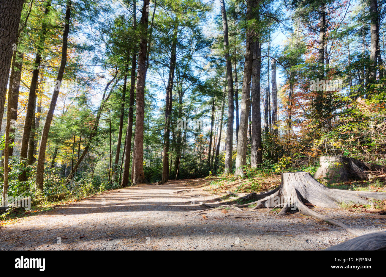tree, trees, leaves, woods, trail, landscape, scenery, countryside ...