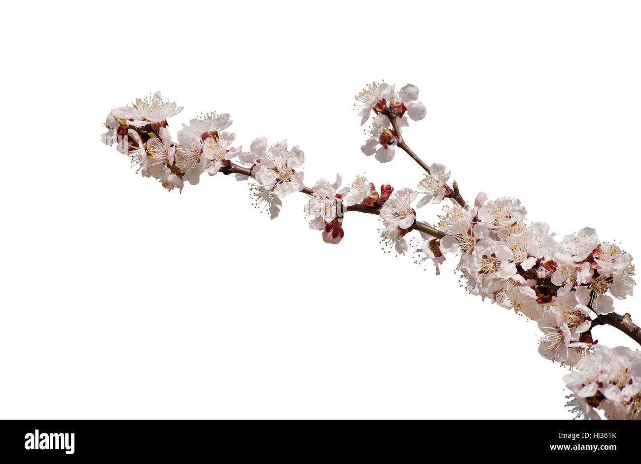 Light apricot pattern hi-res stock photography and images - Alamy