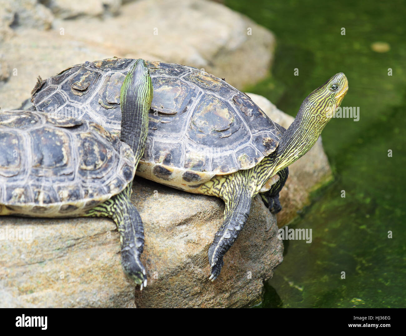 Tiny graham hi-res stock photography and images - Alamy
