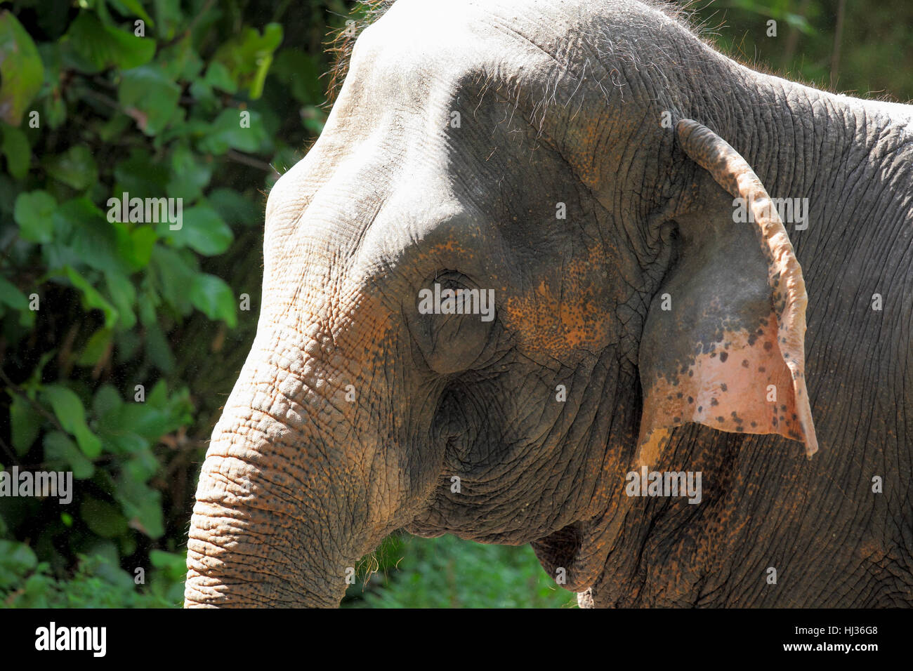 close, profile, danger, detail, big, large, enormous, extreme, powerful ...