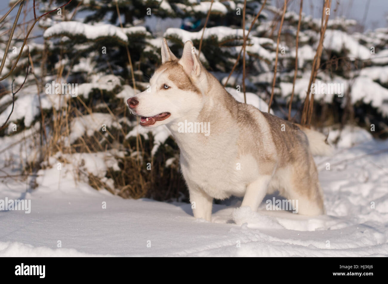 Siberian husky winter portrait in snowy forest with fir tree Stock ...