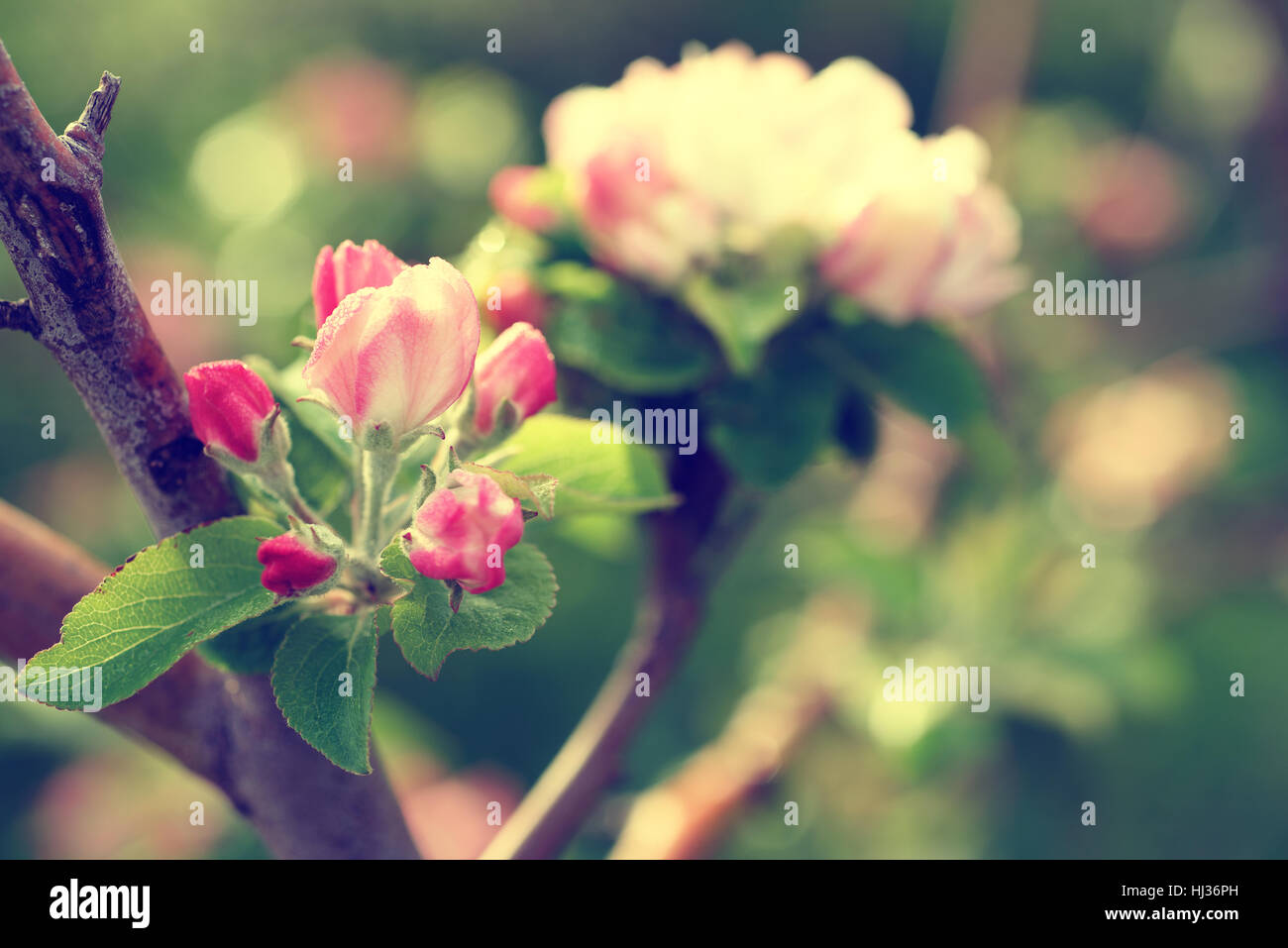 Apple tree flower Stock Photo - Alamy