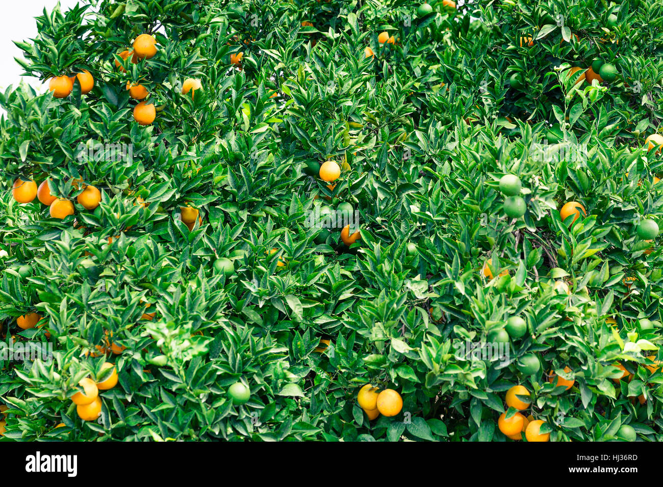 Orange garden - Trees with ripe fruits Stock Photo - Alamy