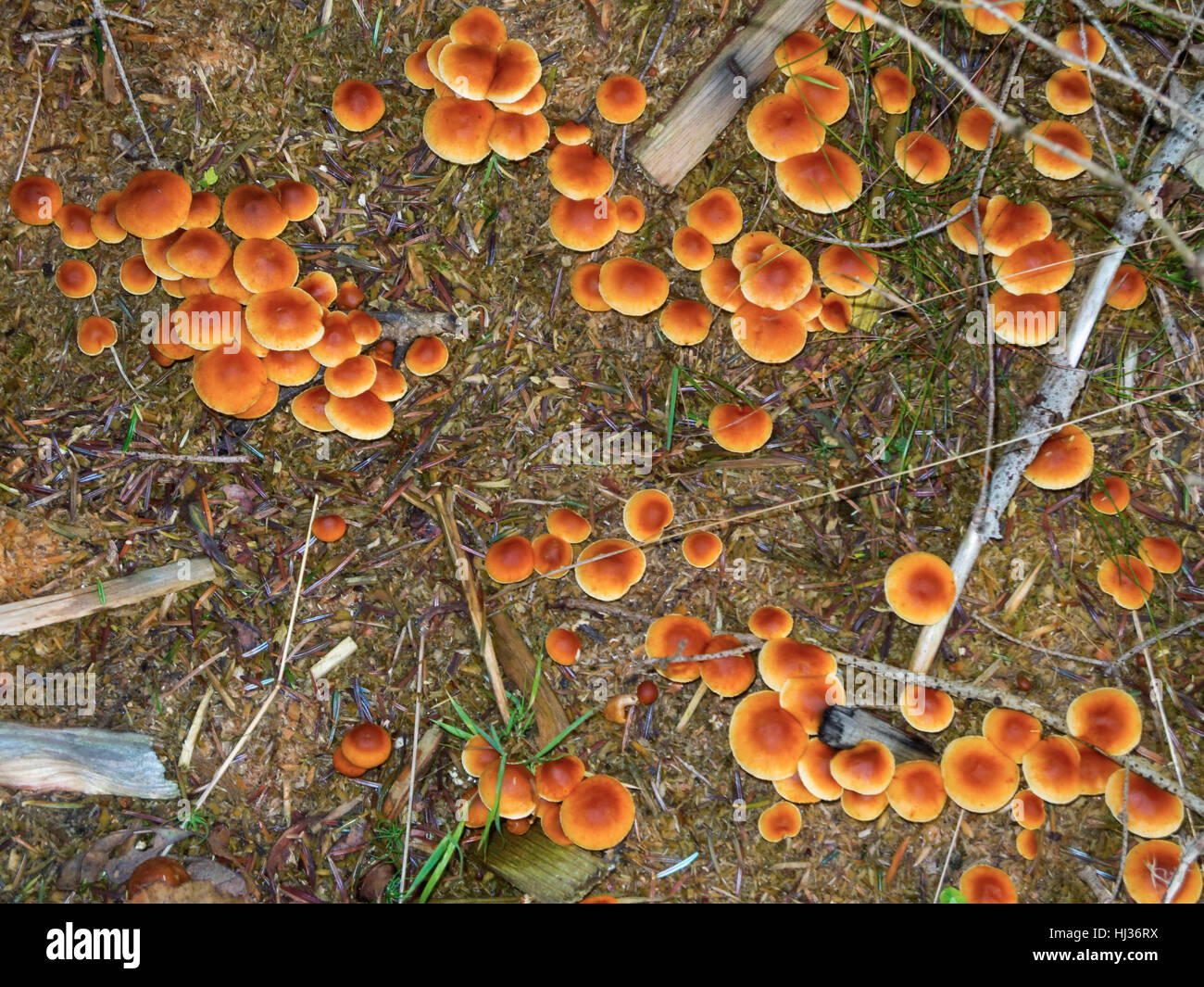 plant, mushroom, fungus, land, realty, ground, scenery, countryside ...