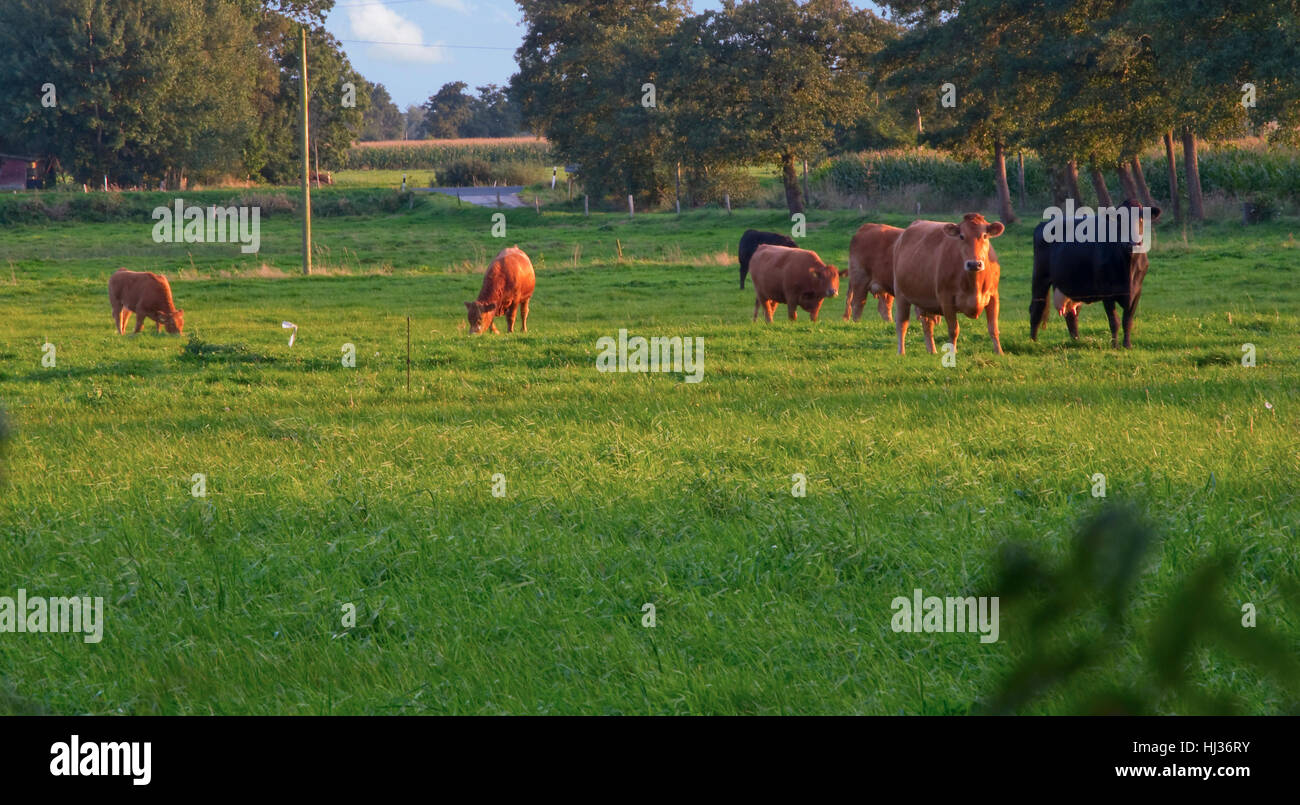 agriculture, farming, cattle, browse, graze, scenery, countryside ...