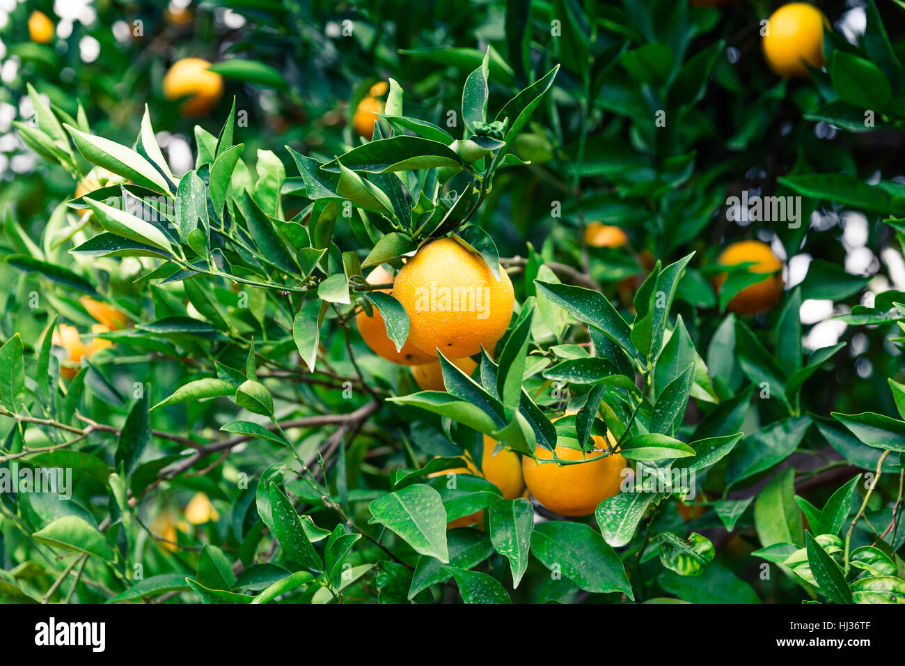 Orange garden - Trees with ripe fruits Stock Photo - Alamy
