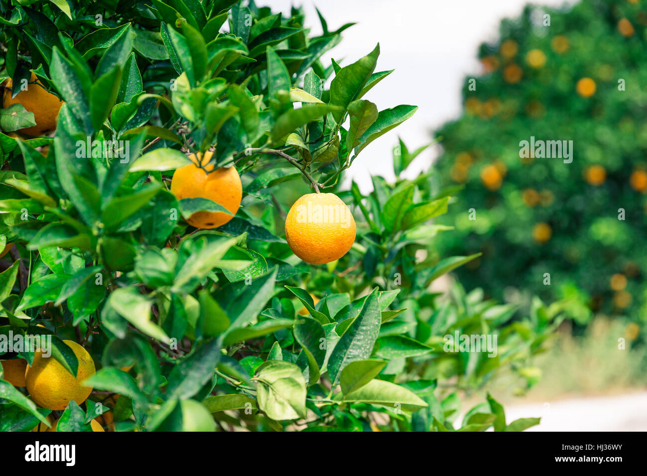 Orange garden - Trees with ripe fruits Stock Photo - Alamy