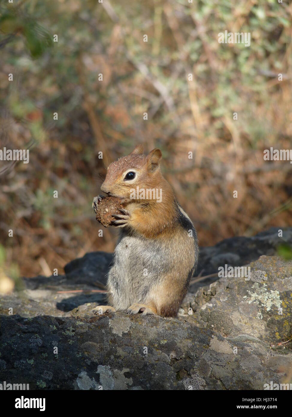 chipmunks with nut Stock Photo - Alamy