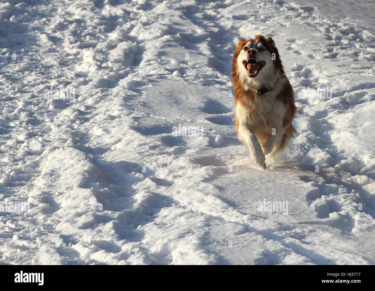 dog, sport, sports, run, running, runs, event, competition, race, snow ...