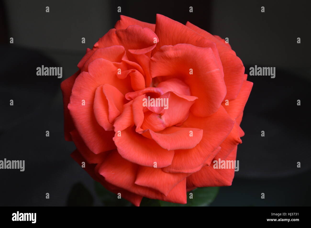 Orange rose flowers hi-res stock photography and images - Alamy