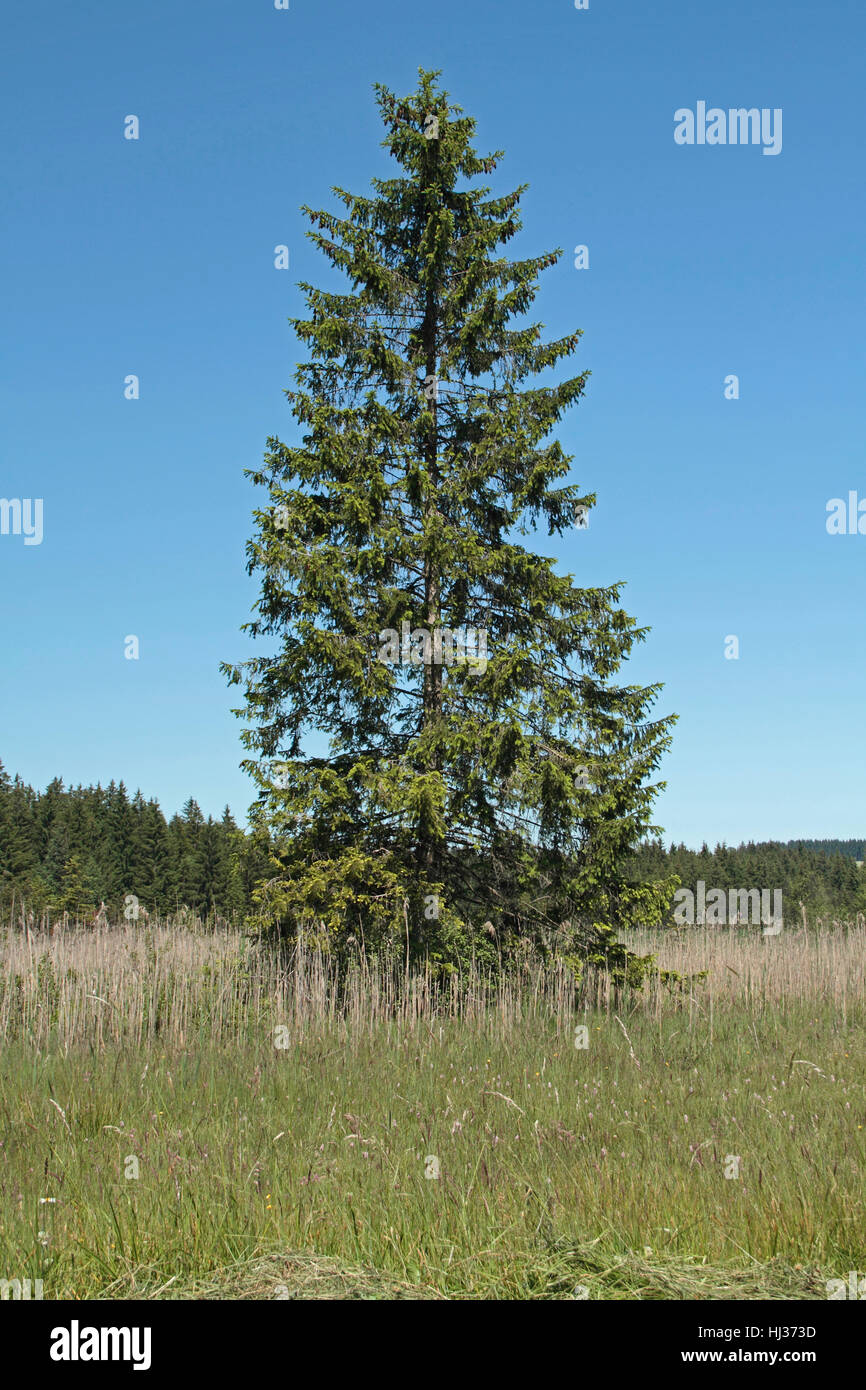 blue, protected, sheltered, environment, enviroment, tree, green ...